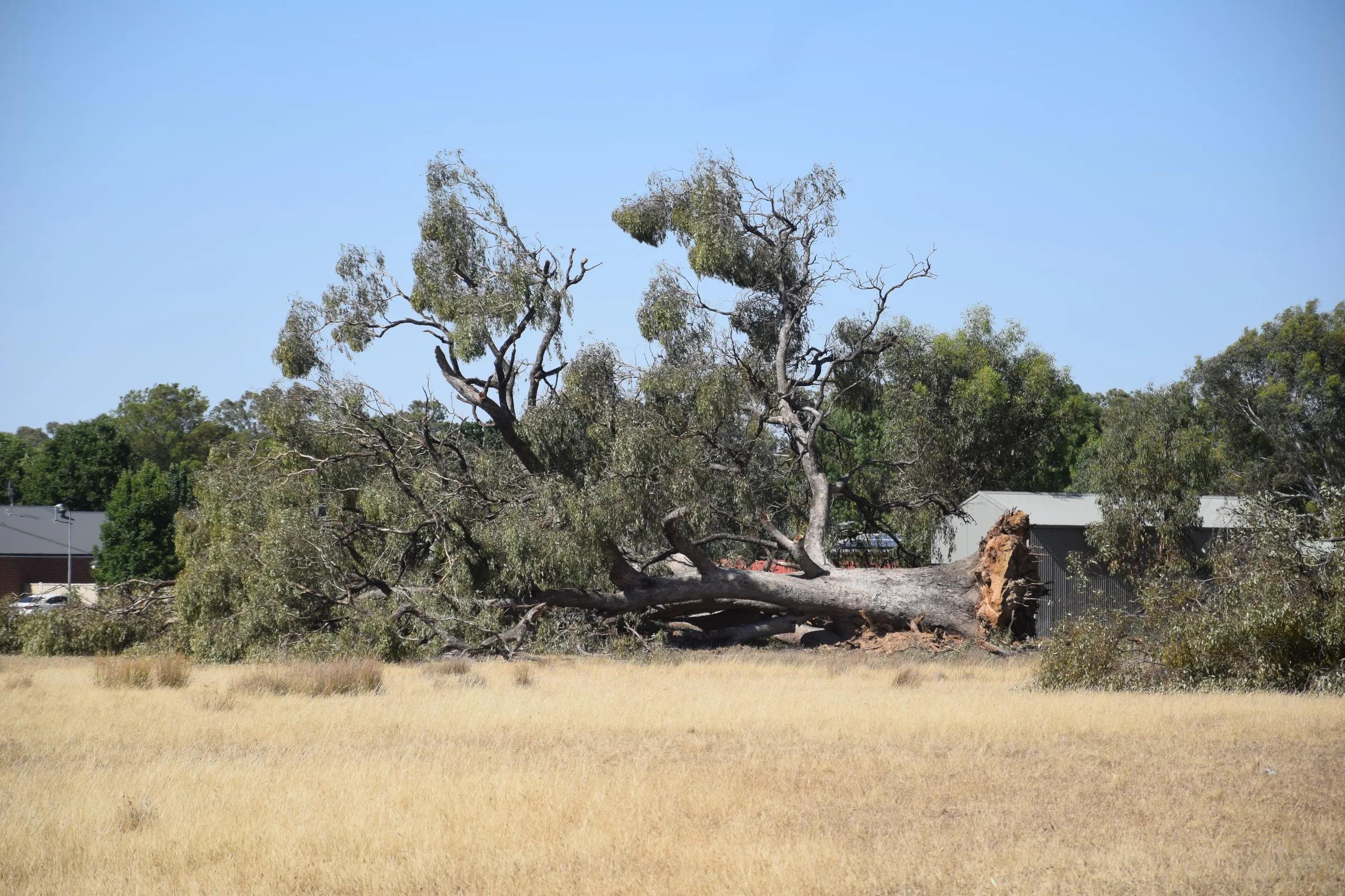 Bulldozed trees outrage